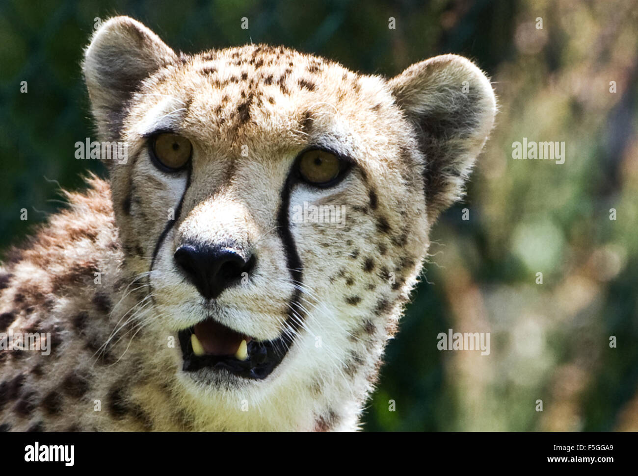 Fierce cheetah hi-res stock photography and images - Alamy