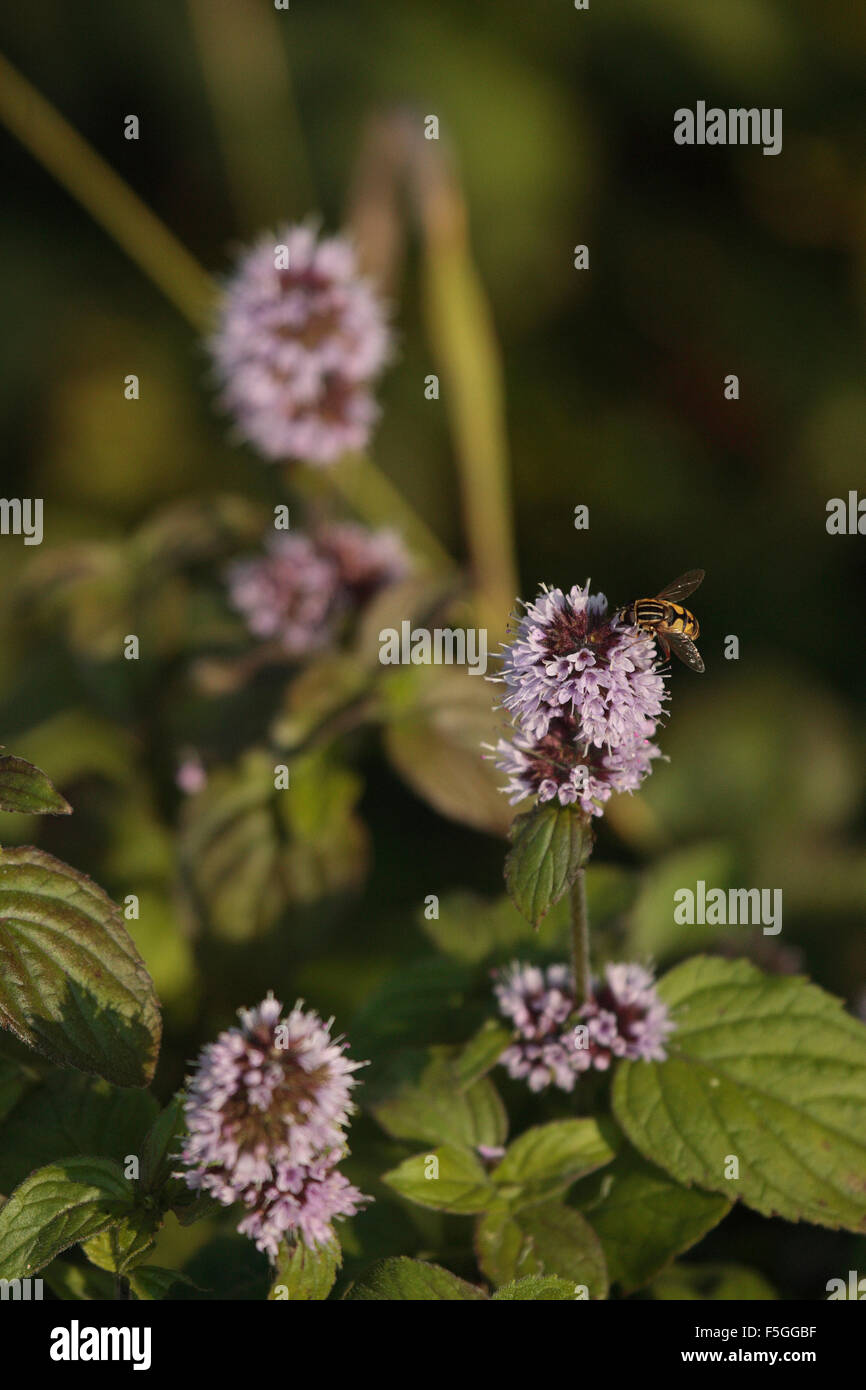 Native Peppermint High Resolution Stock Photography and Images - Alamy