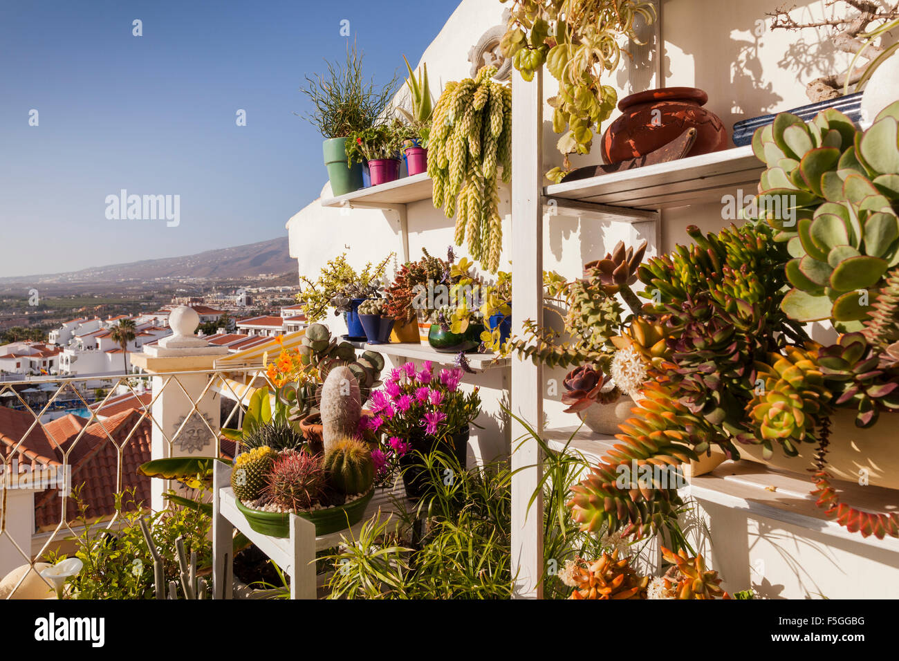Terrace garden with succulents, cactus and other sub tropical plants on ...