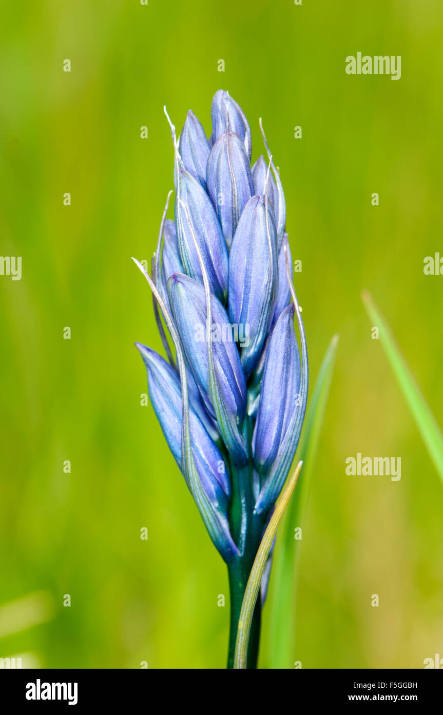 Common Camas - Small Camas (Camassia quamash),Drumbeg Provincial Park ...