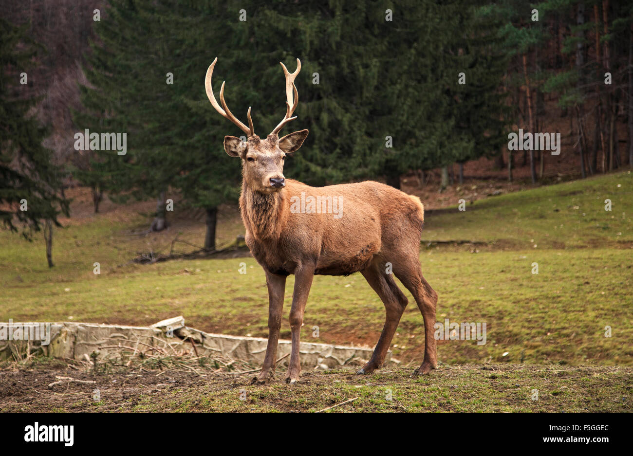 Deer in the meadow nerby the forest Stock Photo - Alamy