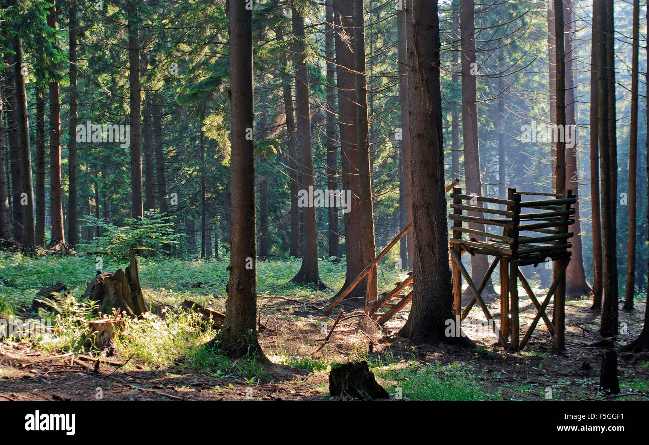 Observation platform forest hi-res stock photography and images - Alamy