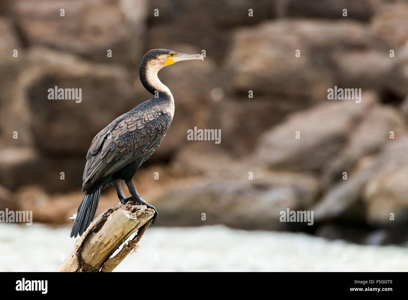 White-breasted cormorant (Phalacrocorax lucidus), Lake Baringo, Kenya ...