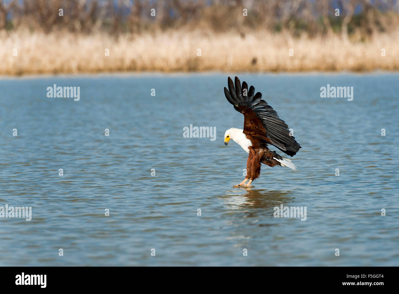 Eagle catching prey hi-res stock photography and images - Alamy