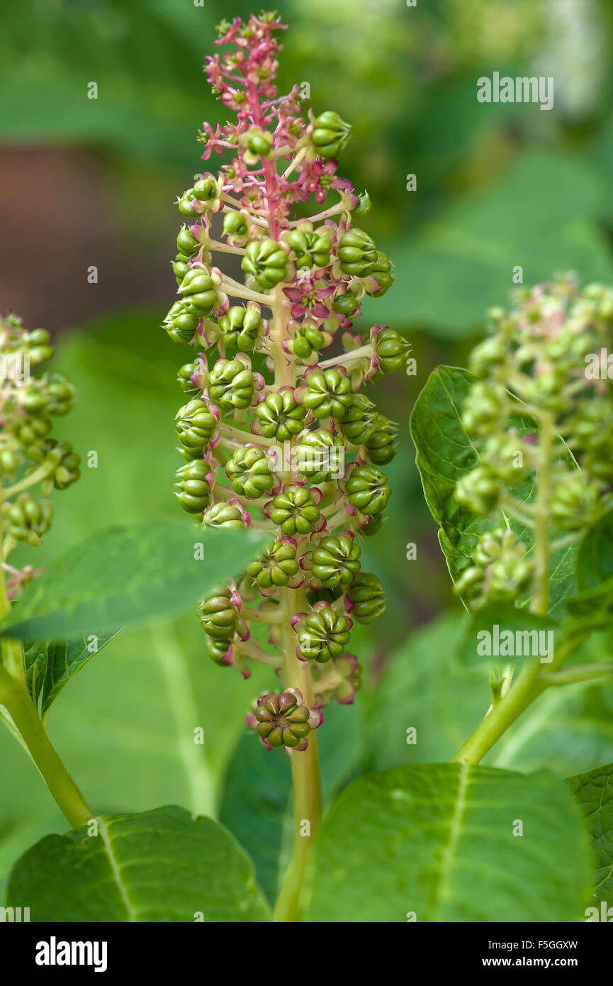Tobacco plant hi-res stock photography and images - Alamy