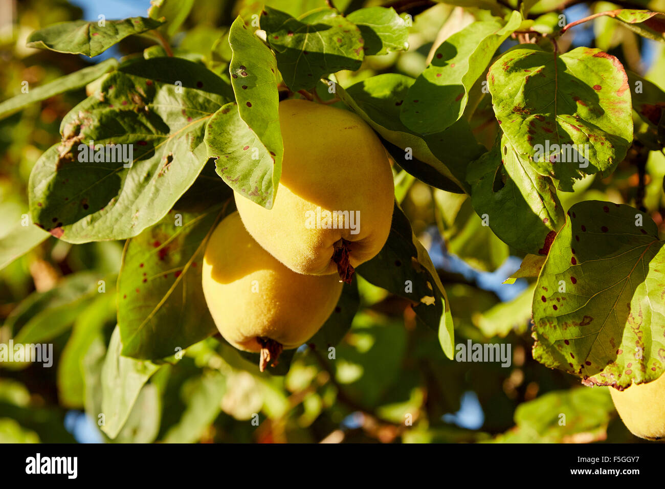 Quince cydonia oblonga on the tree hi-res stock photography and images ...