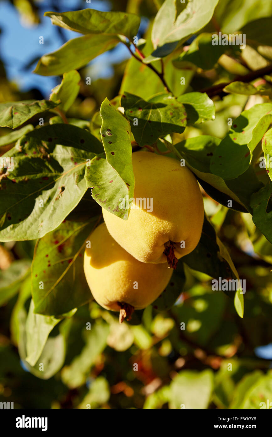 Quinces Cydonia Oblonga At Tree High Resolution Stock Photography and ...