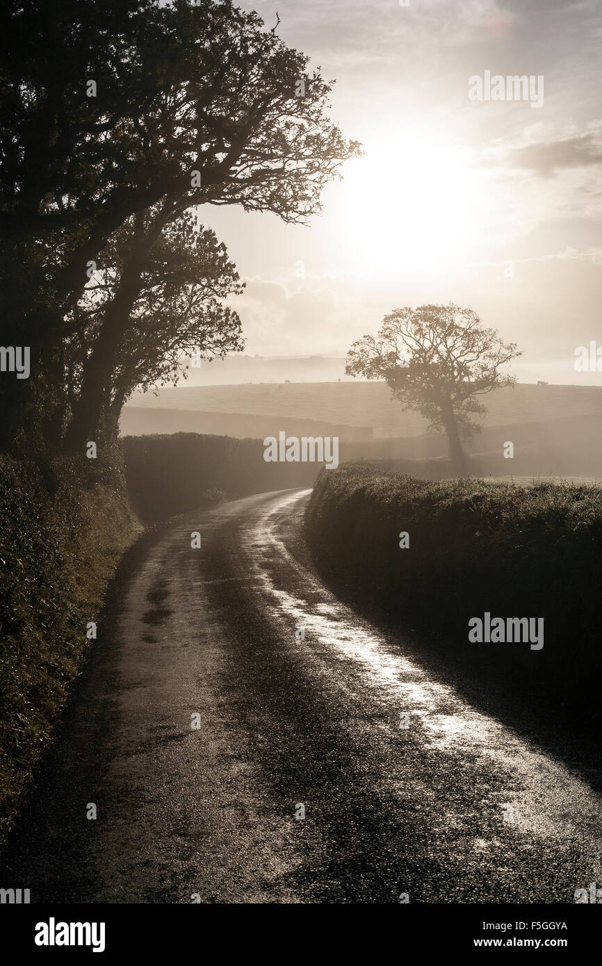 Devon lane in morning mist hi-res stock photography and images - Alamy