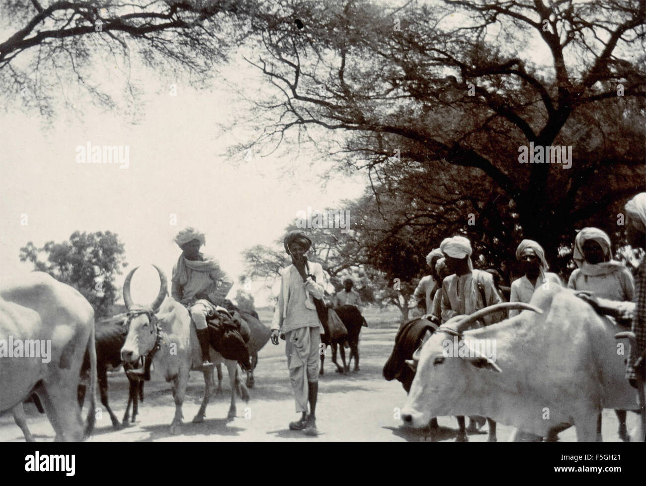 1920s cattle hi-res stock photography and images - Alamy