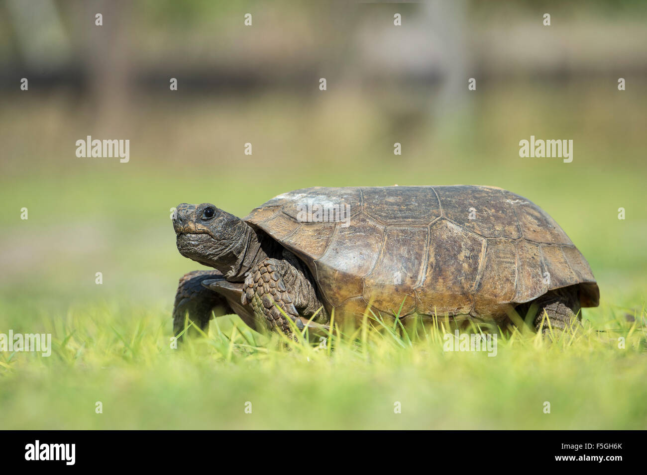Gopher tortoise (Gopherus polyphemus) in grass, Florida, USA Stock ...