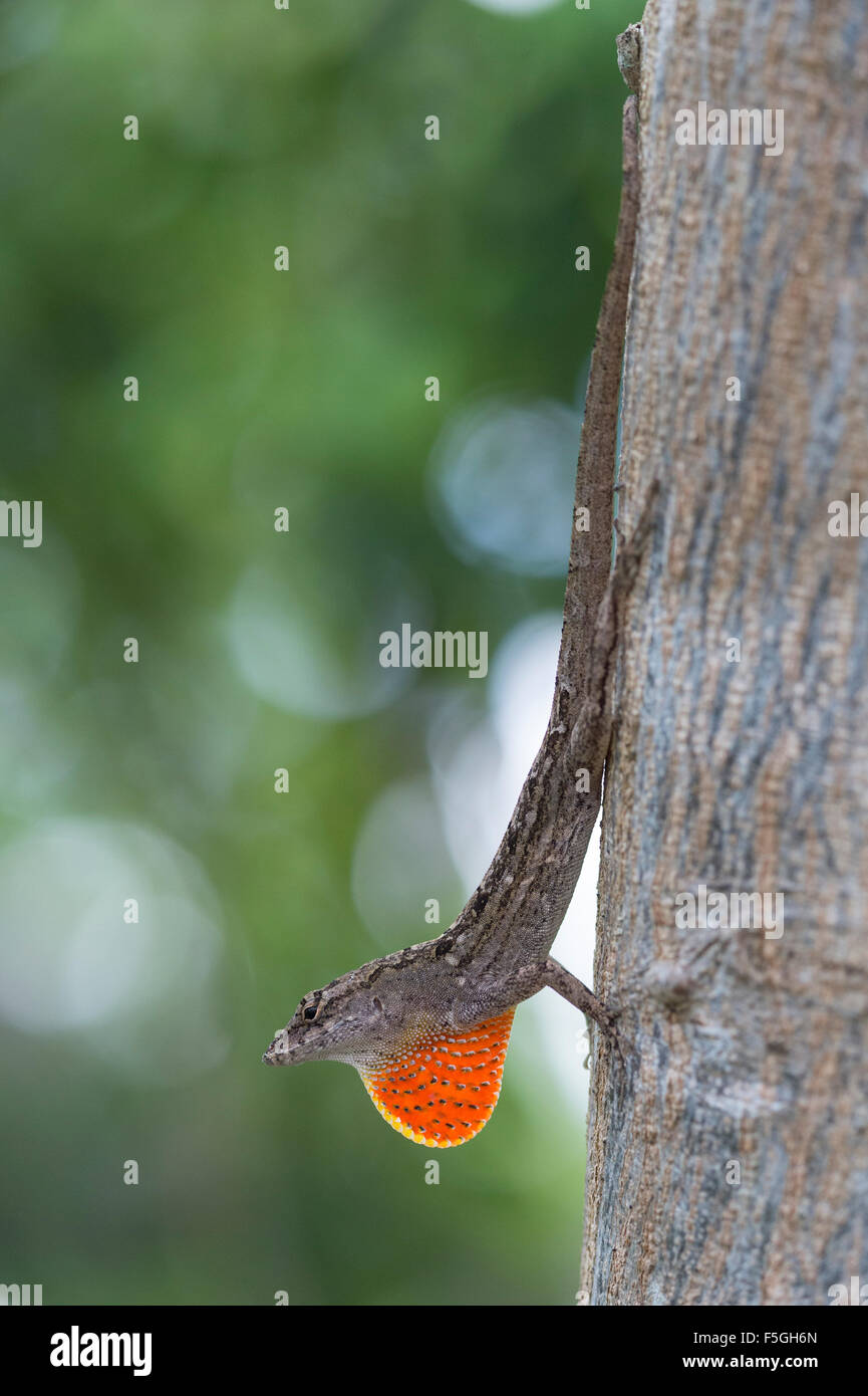 Bahama Anole