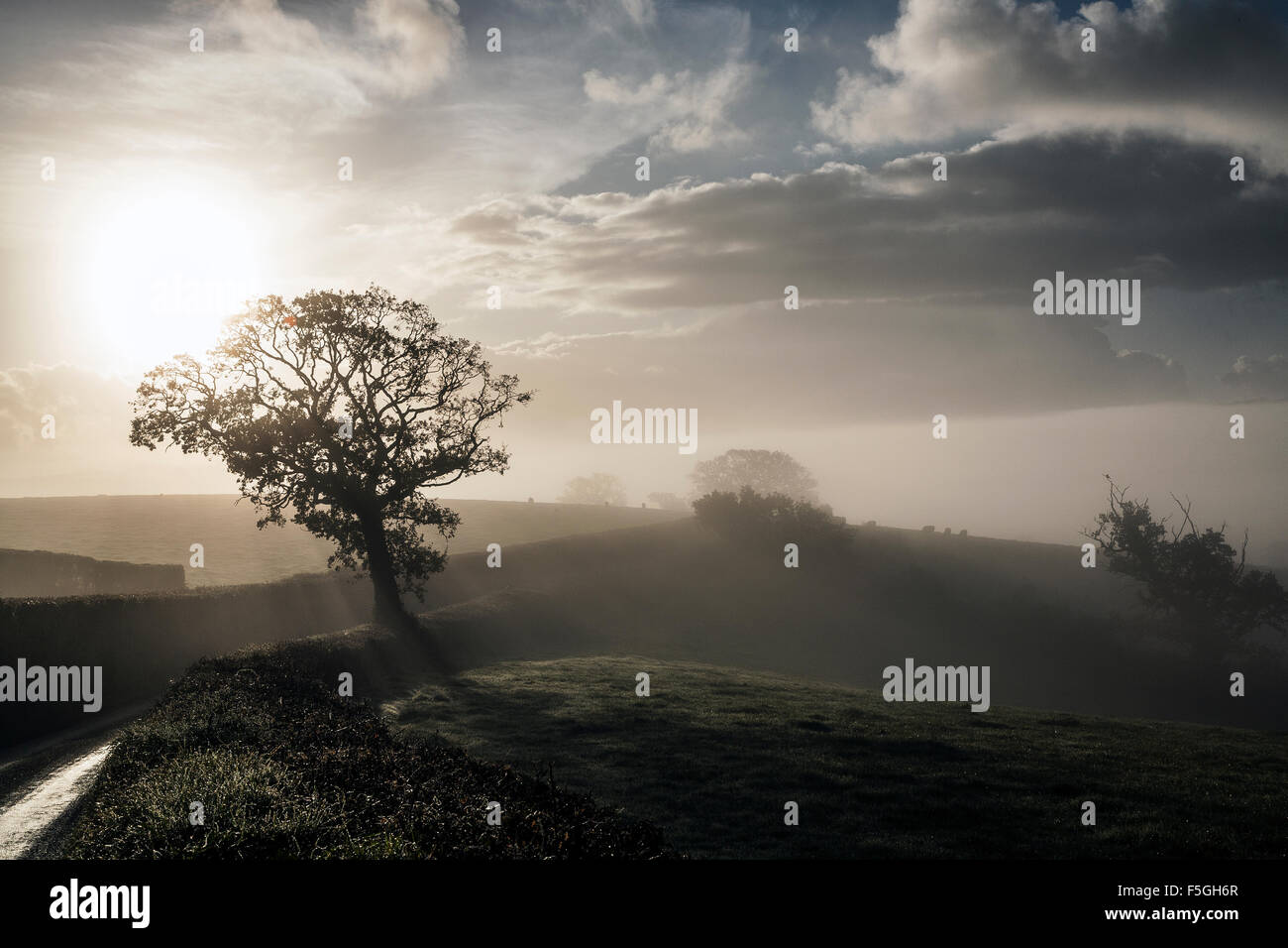 devon lane in morning mist,pasture in morning mist near Dunsford,teign ...