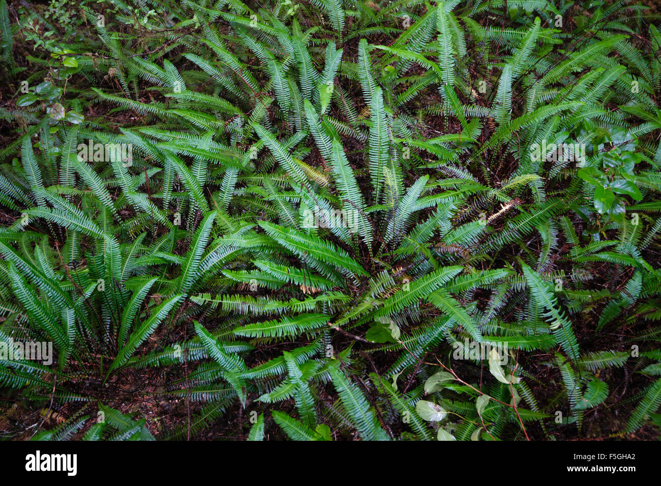 Hard-fern or deer fern (Blechnum spicant), Rainforest Trail, Pacific ...