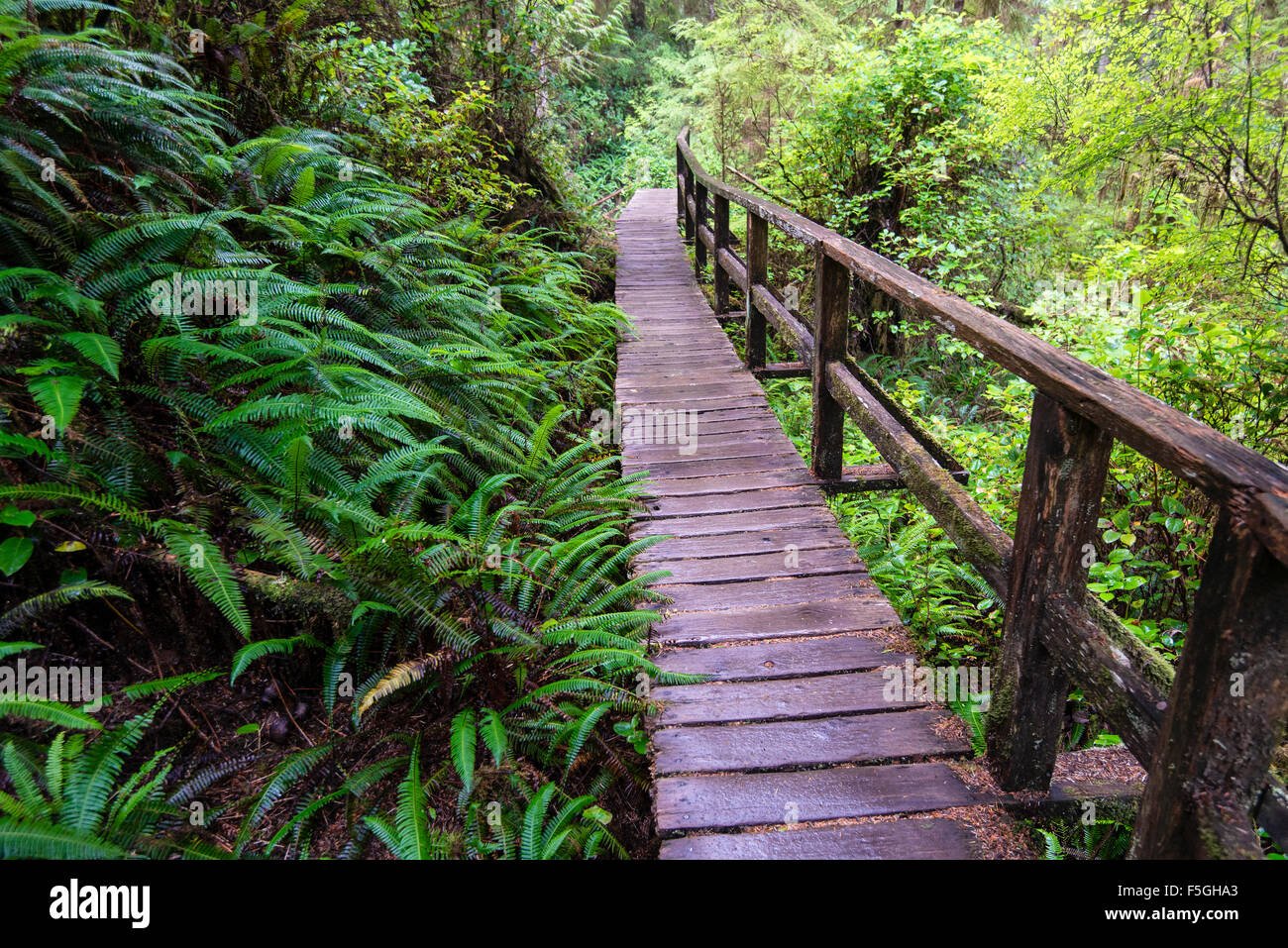 Boardwalk, Rainforest Trail, Pacific Rim National Park, Vancouver ...