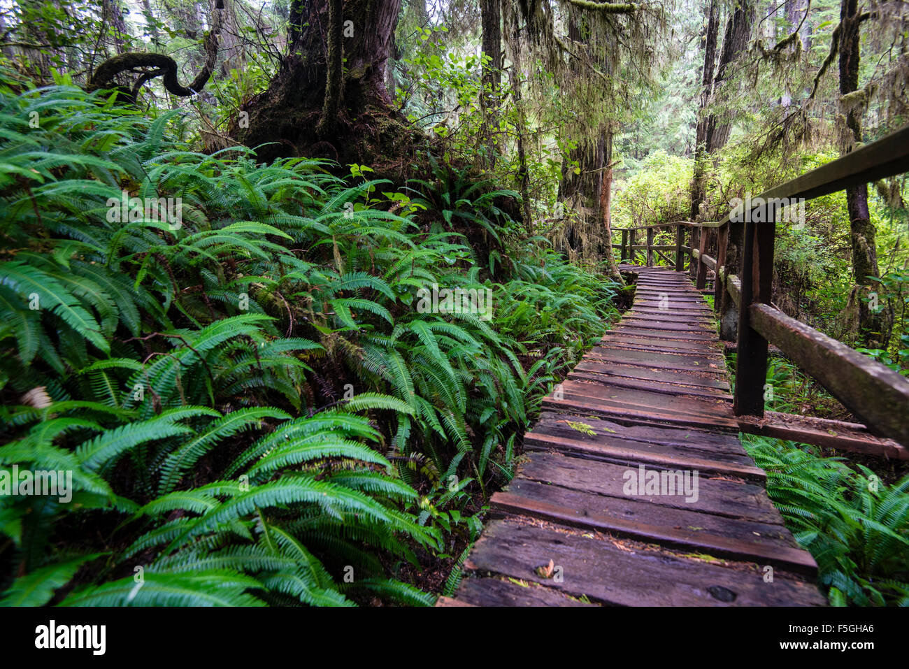 Boardwalk, Rainforest Trail, Pacific Rim National Park, Vancouver ...