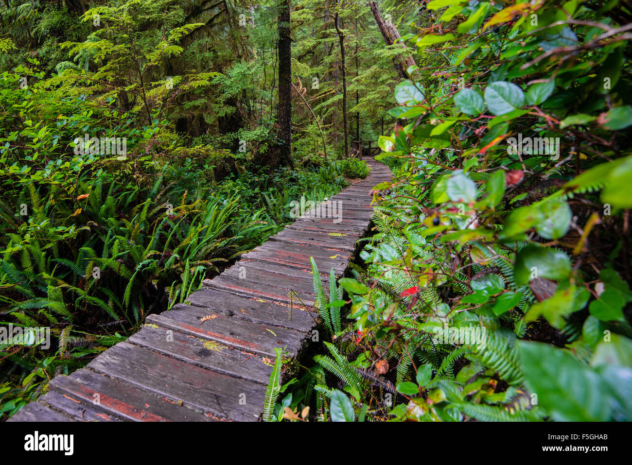 Boardwalk, Rainforest Trail, Pacific Rim National Park, Vancouver ...