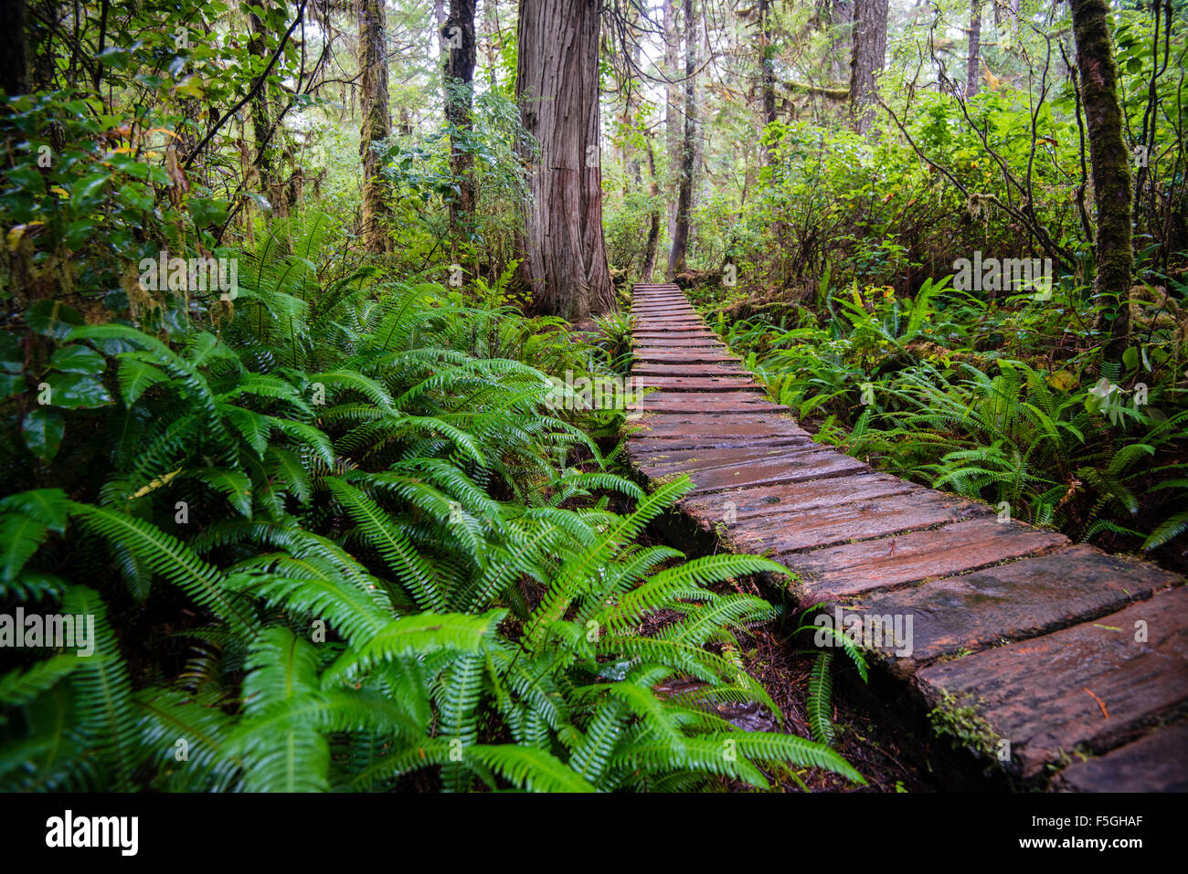 Boardwalk, Rainforest Trail, Pacific Rim National Park, Vancouver ...