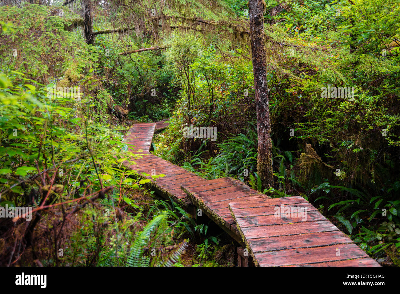 Boardwalk, Rainforest Trail, Pacific Rim National Park, Vancouver ...