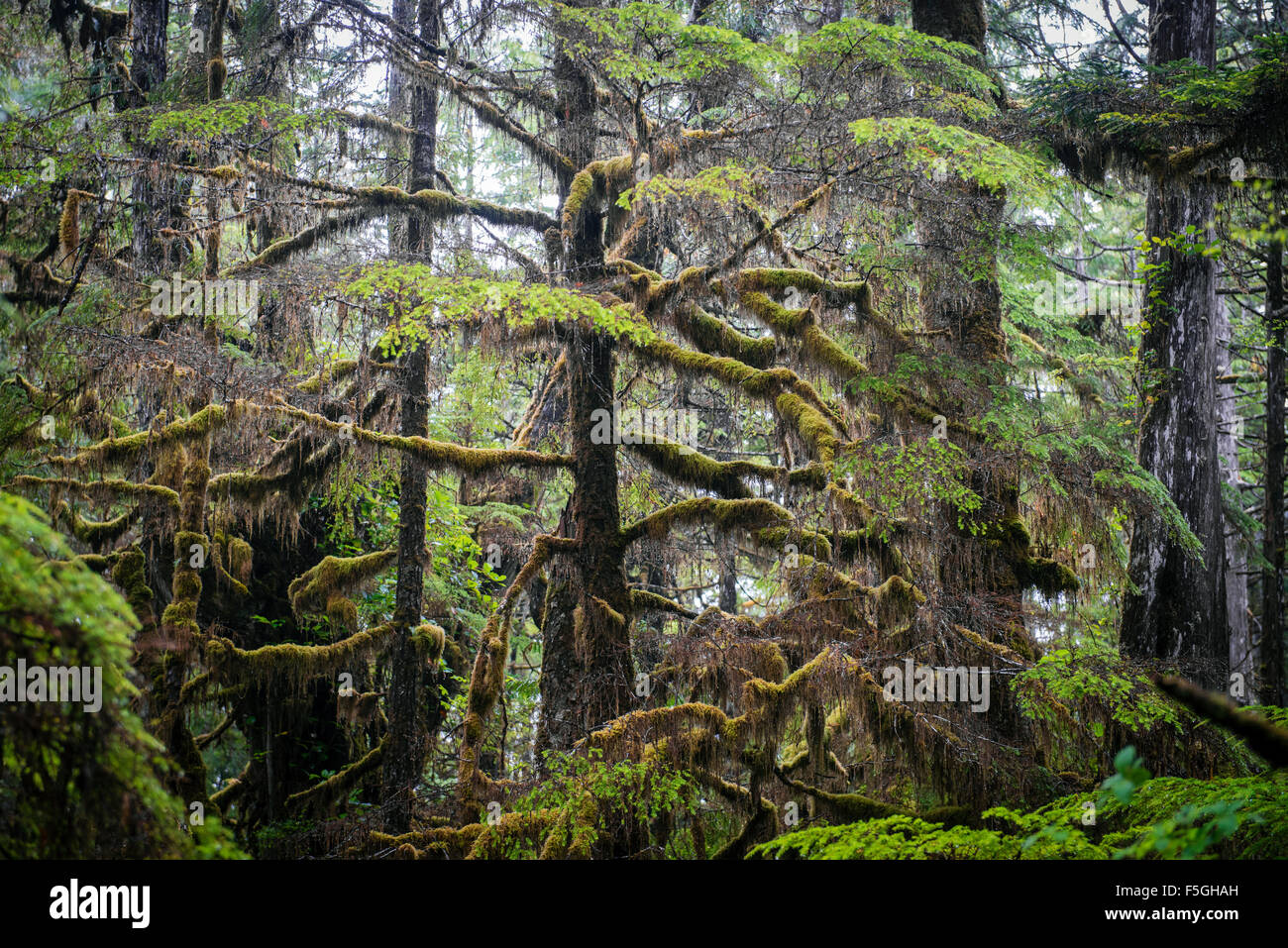 Trees with lichen, Rainforest Trail, Pacific Rim National Park ...