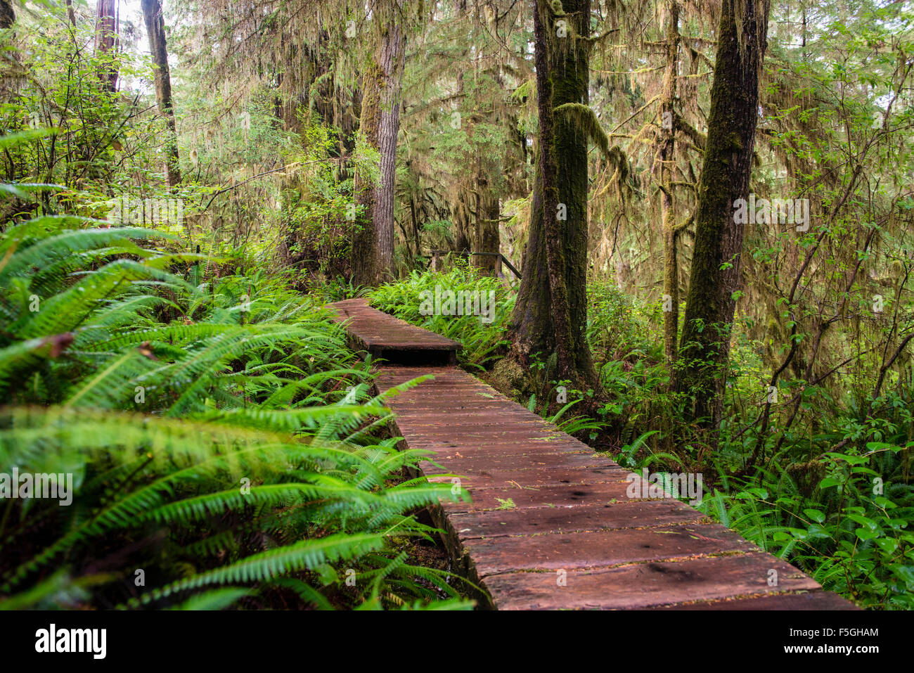 Boardwalk, Rainforest Trail, Pacific Rim National Park, Vancouver ...