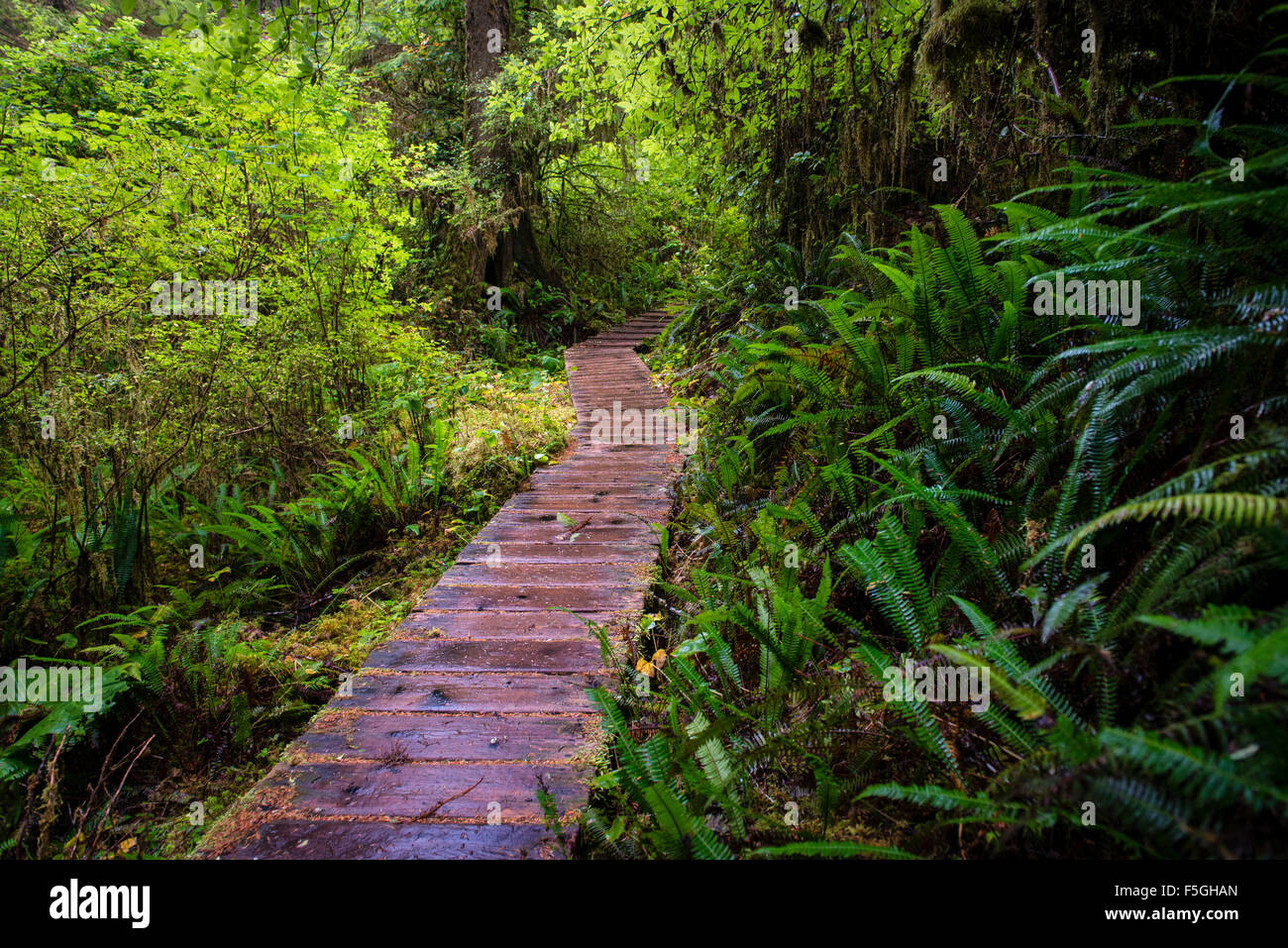 Boardwalk, Rainforest Trail, Pacific Rim National Park, Vancouver ...