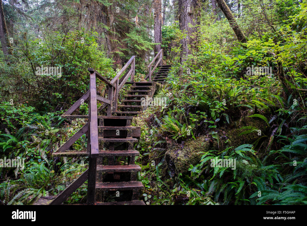 Stairs on Rainforest Trail, Pacific Rim National Park, Vancouver ...