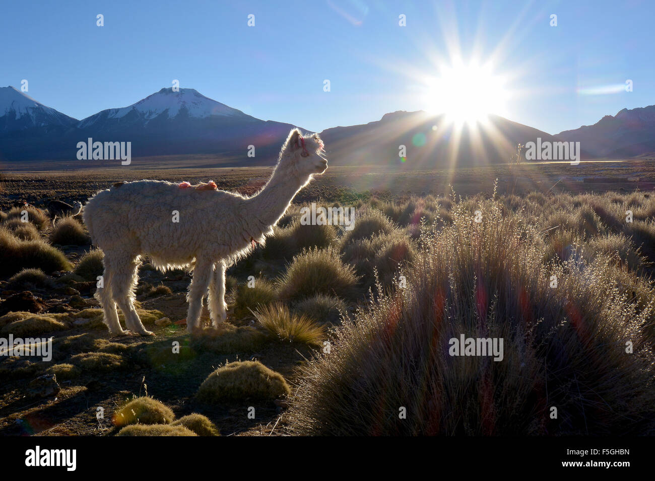 Llama (Lama glama) on pasture, backlight, Altiplano, Sajama National ...