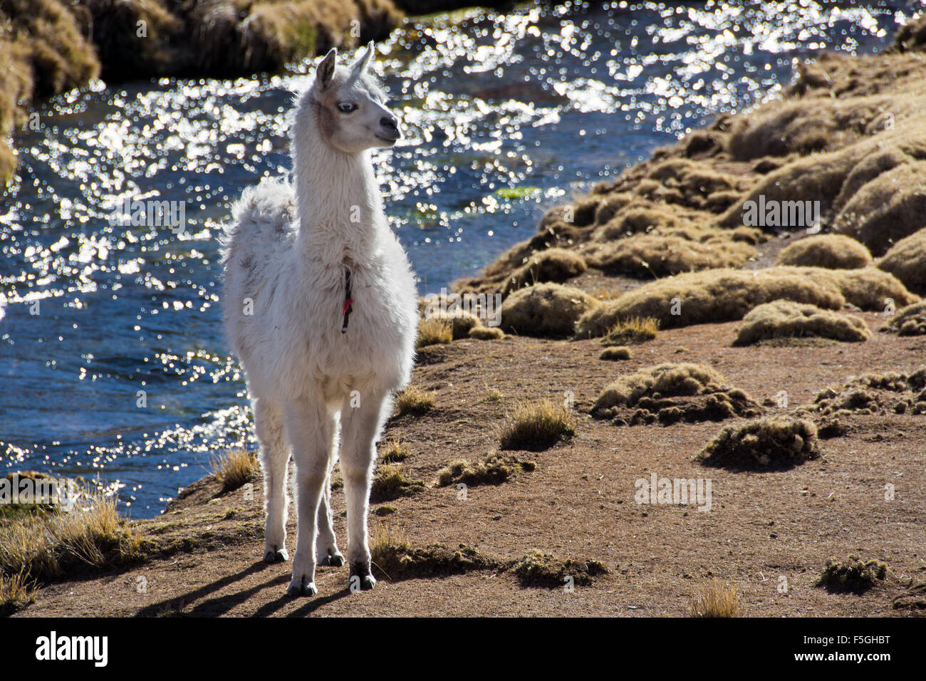 White llama hi-res stock photography and images - Alamy