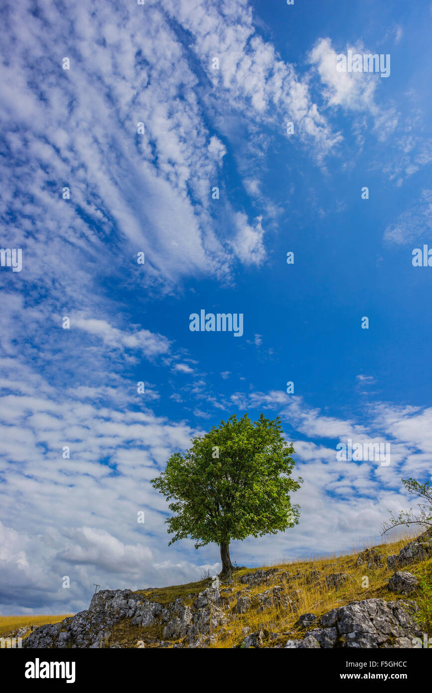 Common beech fagus sylvatica pasture beech hi-res stock photography and ...
