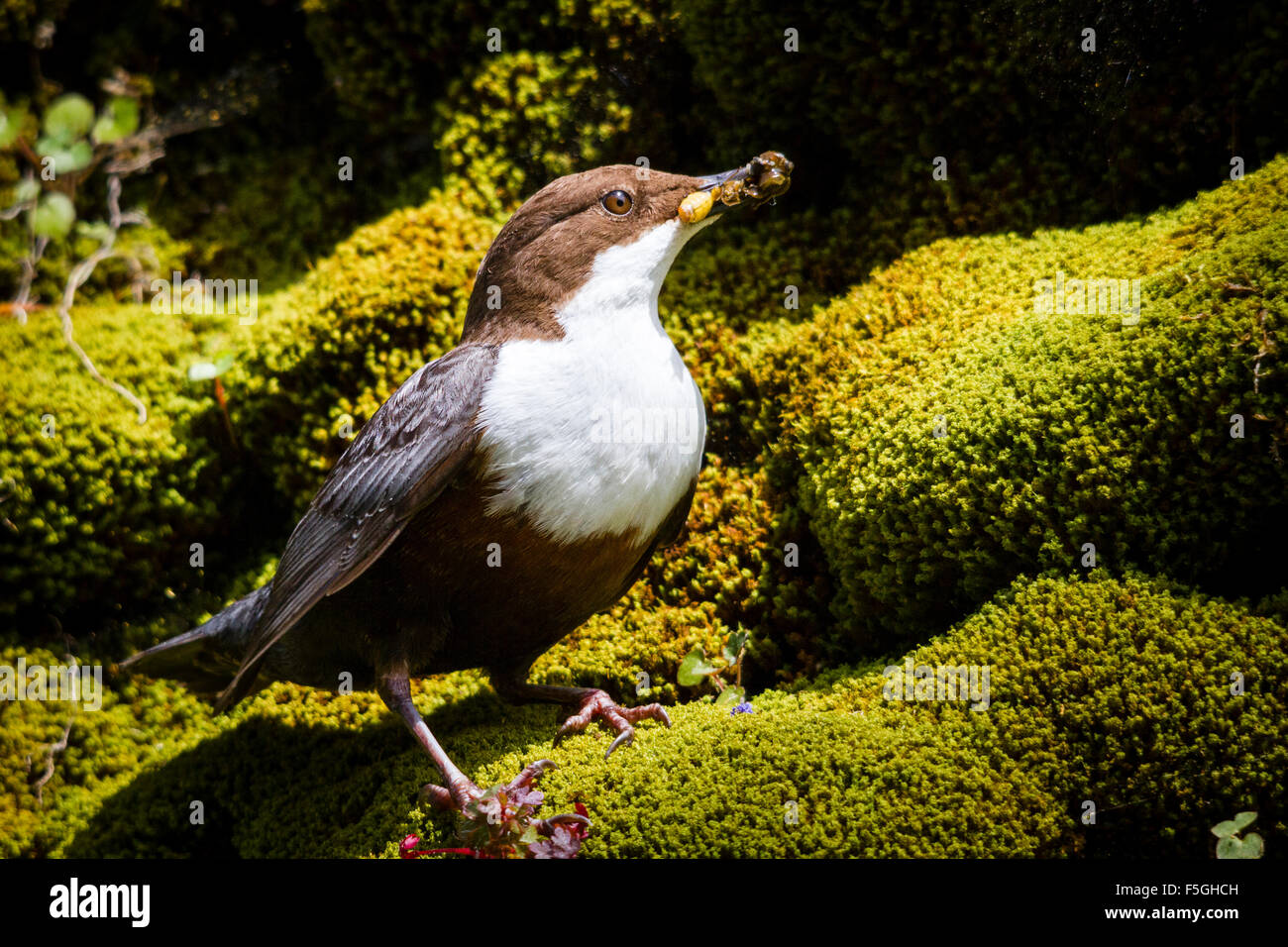 Dipper (Cinclus cinclus) with a mouthful of food, River Exe, Somerset ...