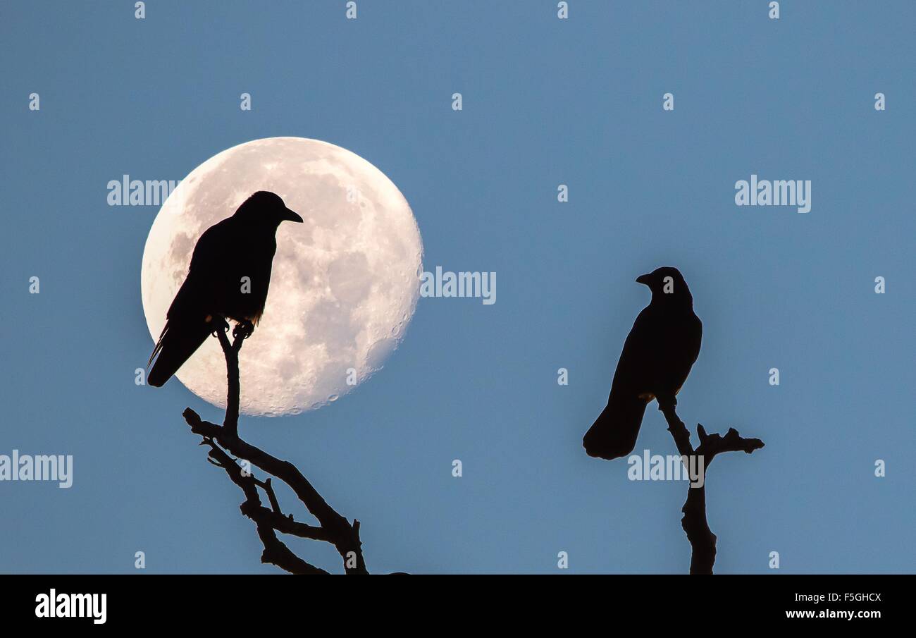 Dead tree and full moon hi-res stock photography and images - Alamy