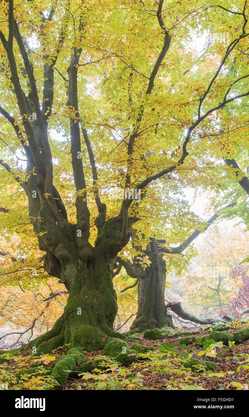Old beech (Fagus sp.) trees in woods, yellow autumn foliage, Hutewald ...