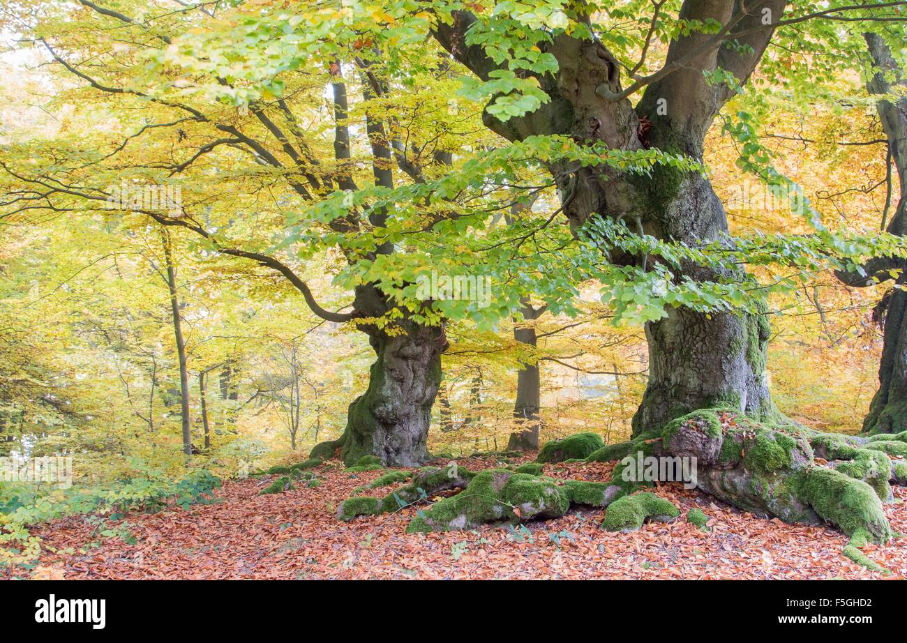 Old beech (Fagus sp.) trees in woods, yellow autumn foliage, Hutewald ...