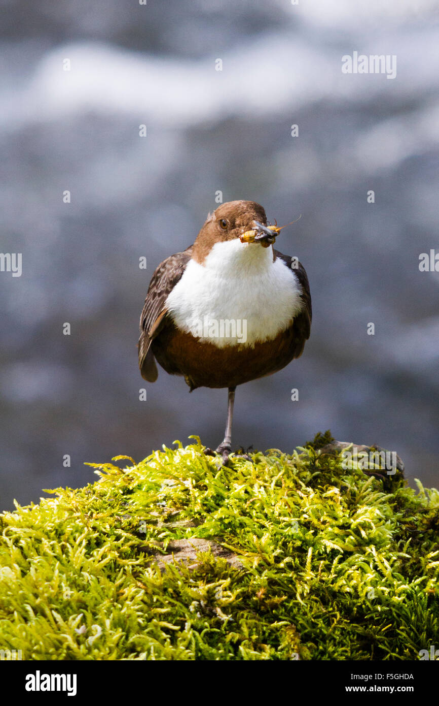 Dipper (Cinclus cinclus) with a mouthful of food, River Exe, Somerset ...