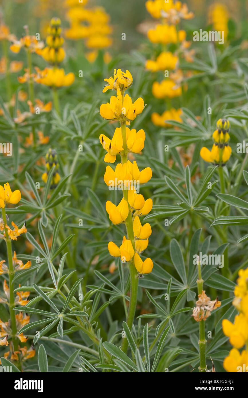 European yellow lupine hi-res stock photography and images - Alamy