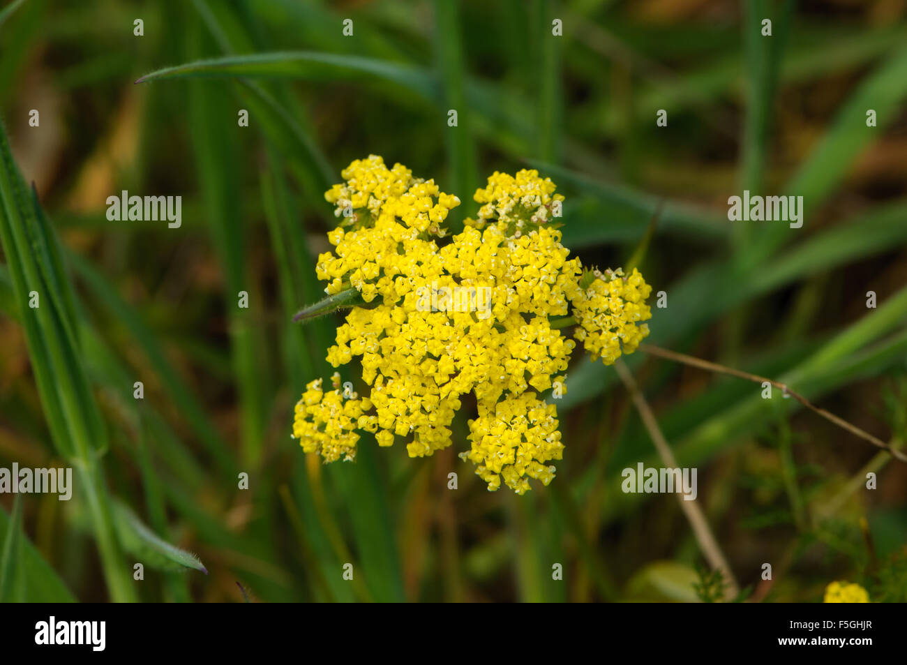 Common lomatium hi-res stock photography and images - Alamy
