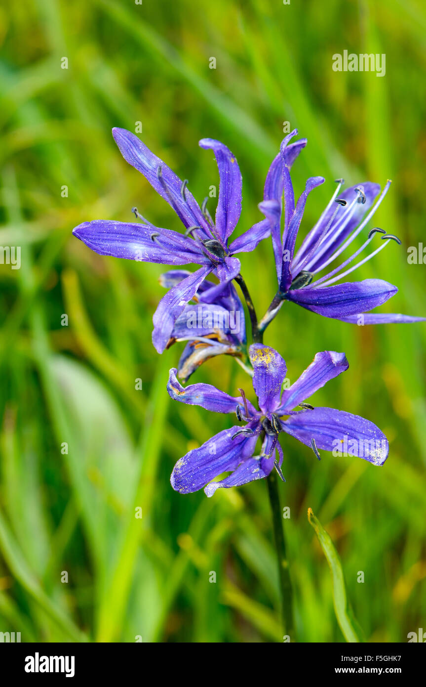 Camas plant hi-res stock photography and images - Alamy