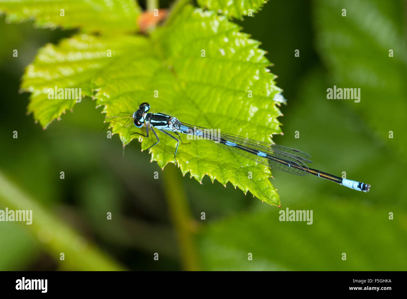 Variable damselfly, Variable Bluet, male, Fledermaus-Azurjungfer ...