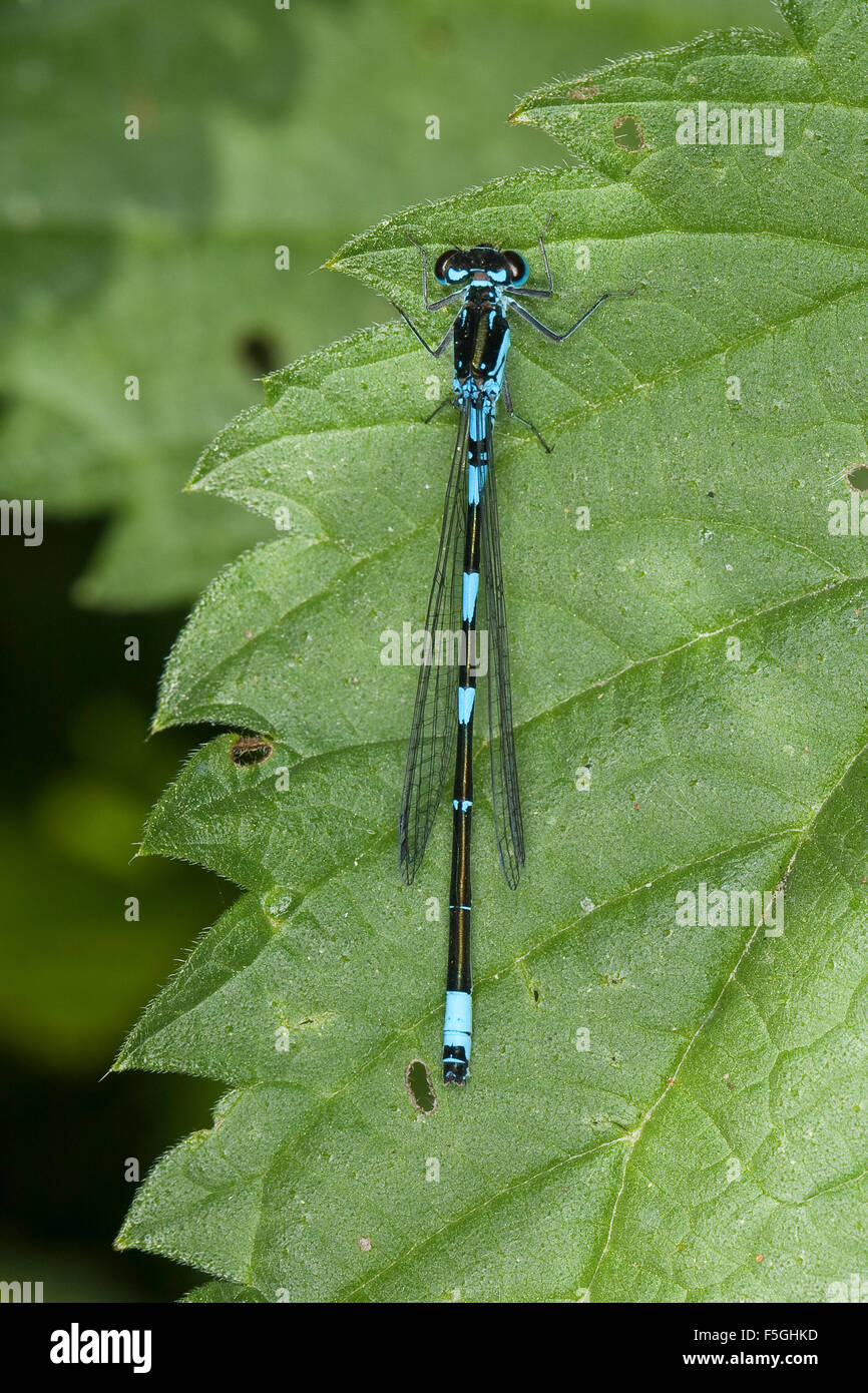 Variable damselfly, Variable Bluet, male, Fledermaus-Azurjungfer ...