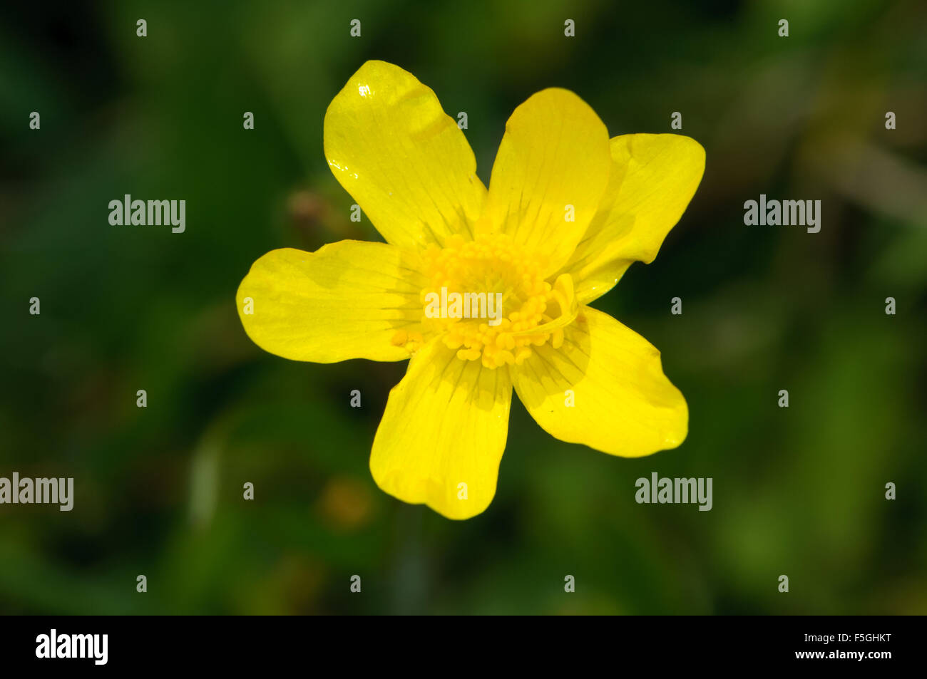 Western Buttercup (Ranunculus occidentalis),Drumbeg Provincial Park ...