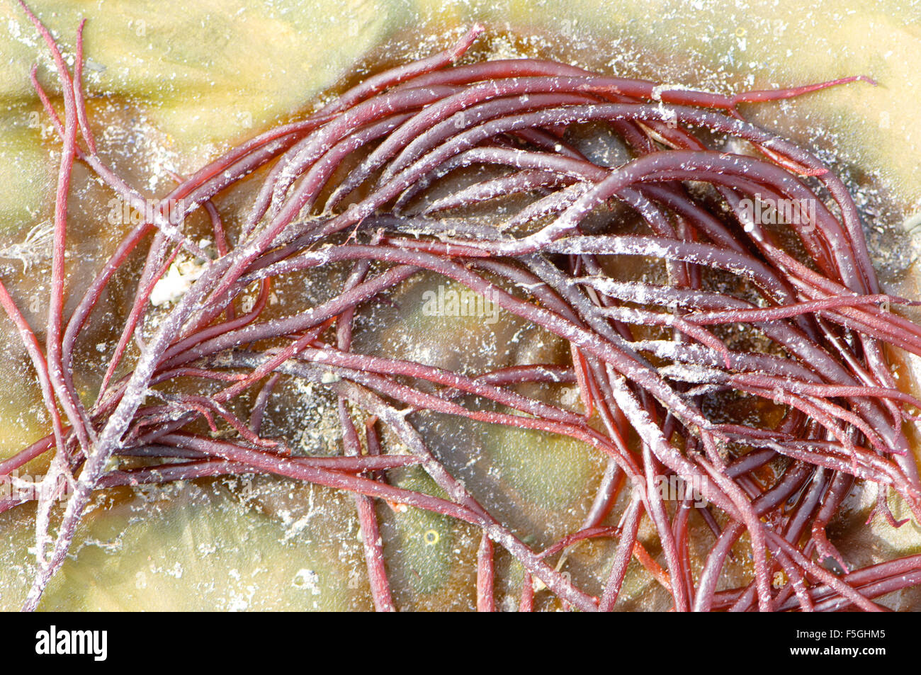 Algaebase (Sarcodiotheca gaudichaudii) Drumbeg Provincial Park ...