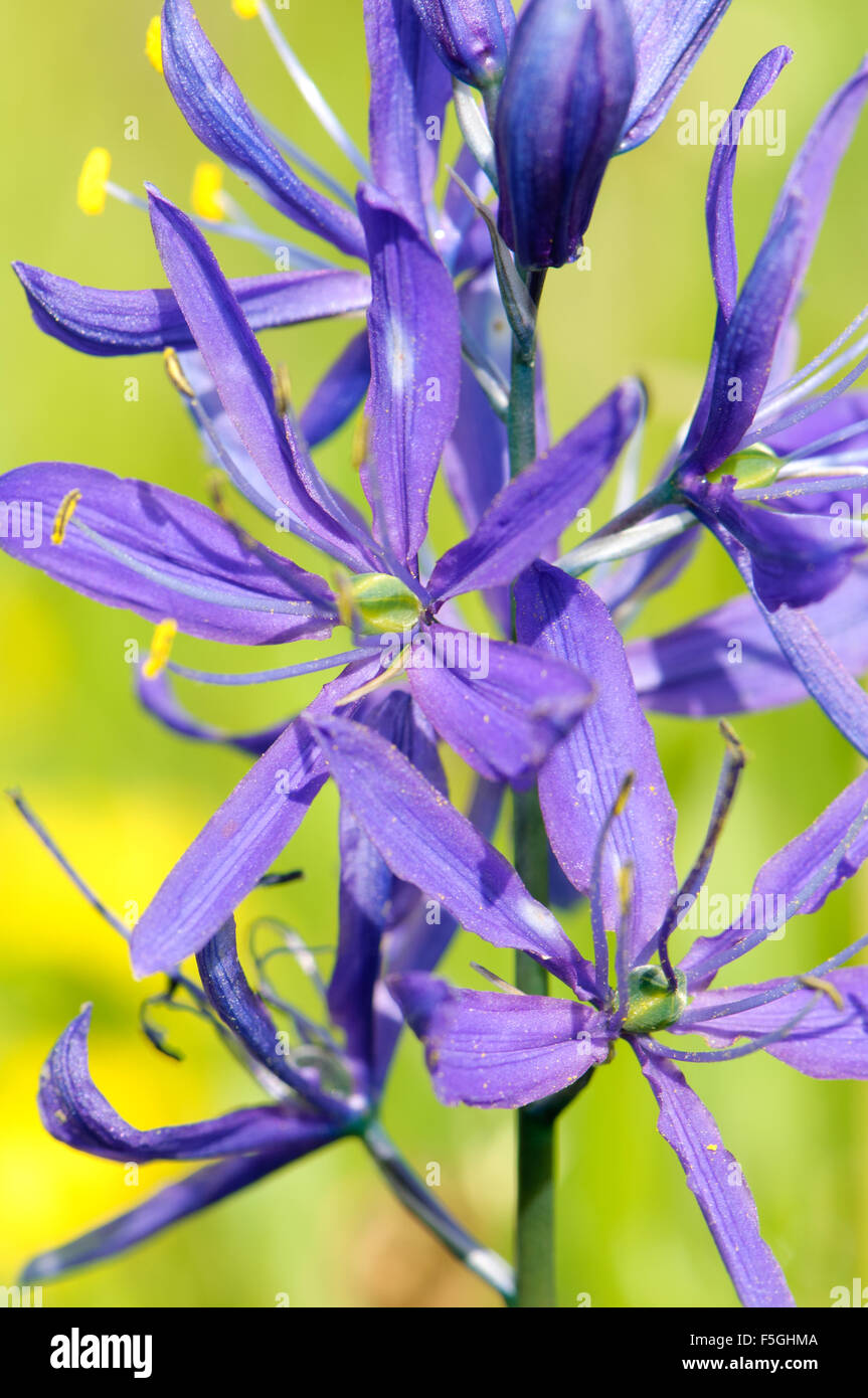 Common Camas - Small Camas (Camassia quamash),Drumbeg Provincial Park ...