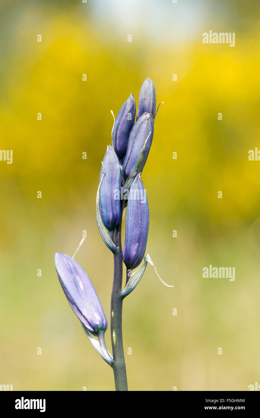 Common Camas - Small Camas (Camassia quamash),Drumbeg Provincial Park ...