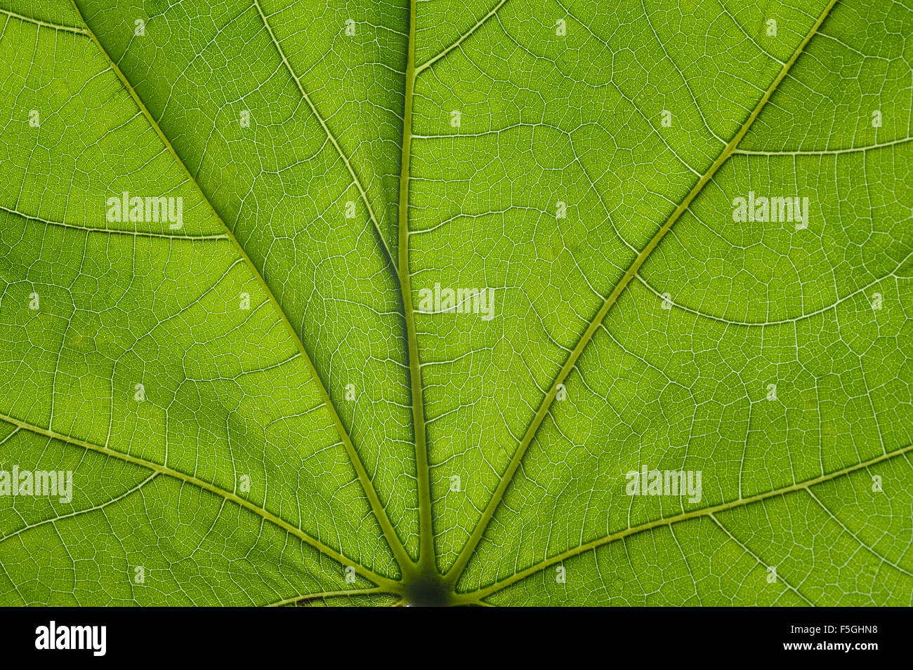 Fig leaf shape hi-res stock photography and images - Alamy