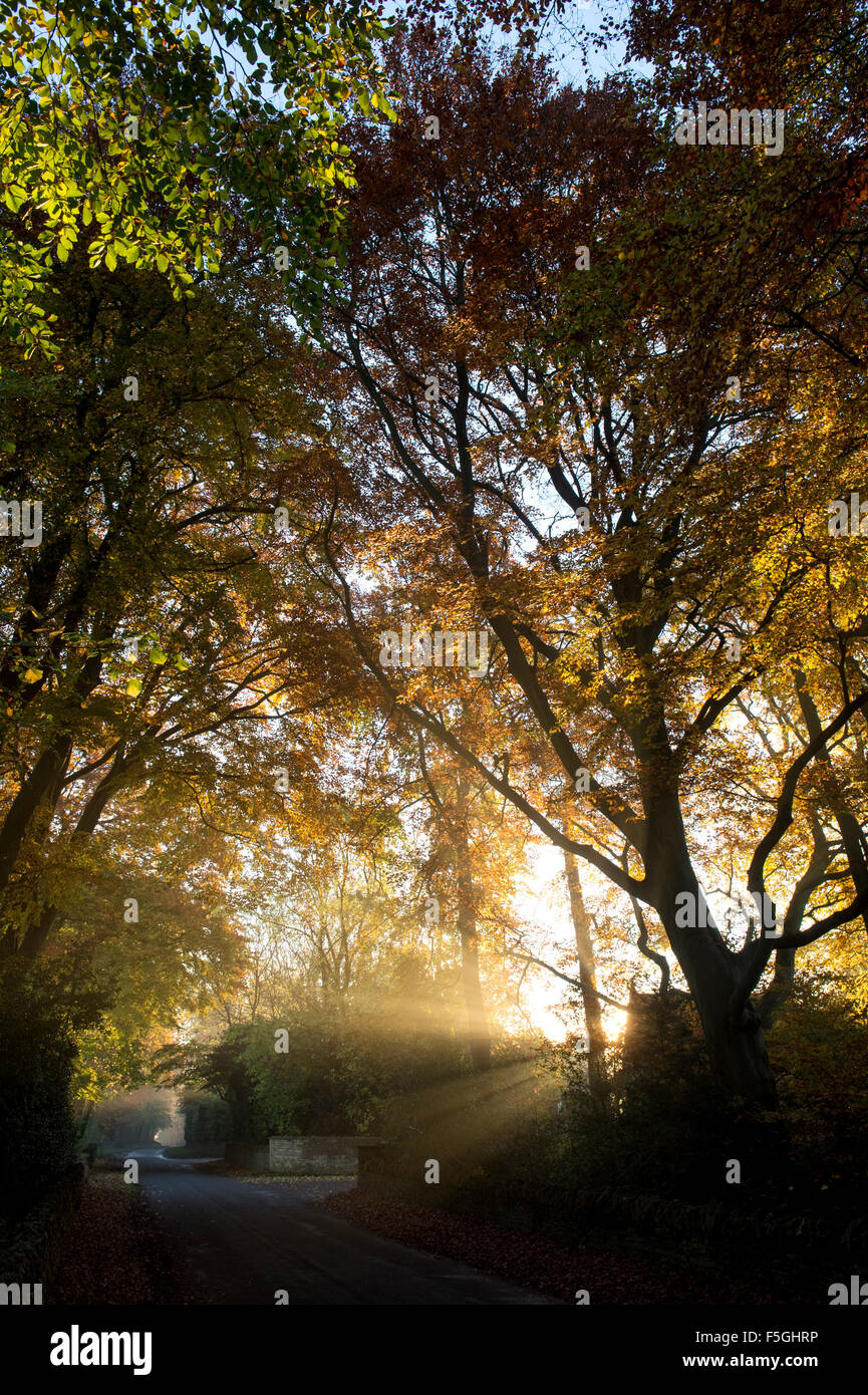 Sun rays through trees hi-res stock photography and images - Alamy