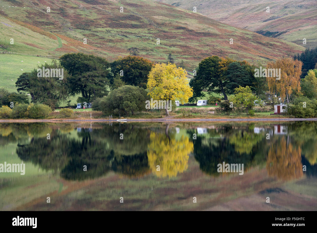 Tree reflections in autumn in St Marys Loch. Scottish Borders, Scotland ...