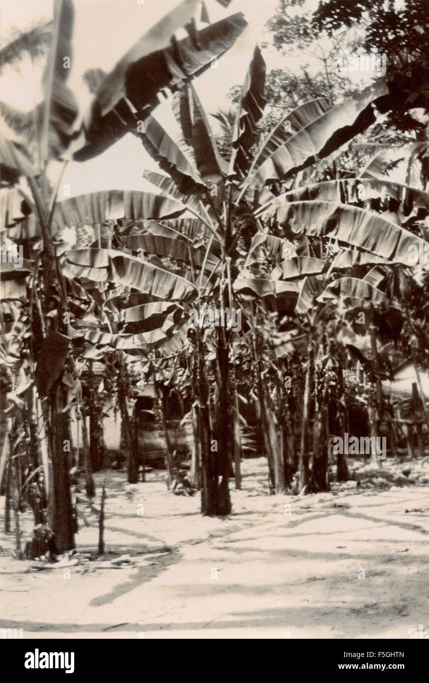 Banana trees , India Stock Photo - Alamy