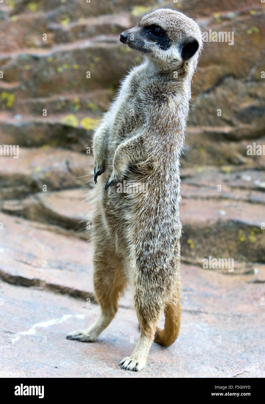 Compare the meerkat hi-res stock photography and images - Alamy