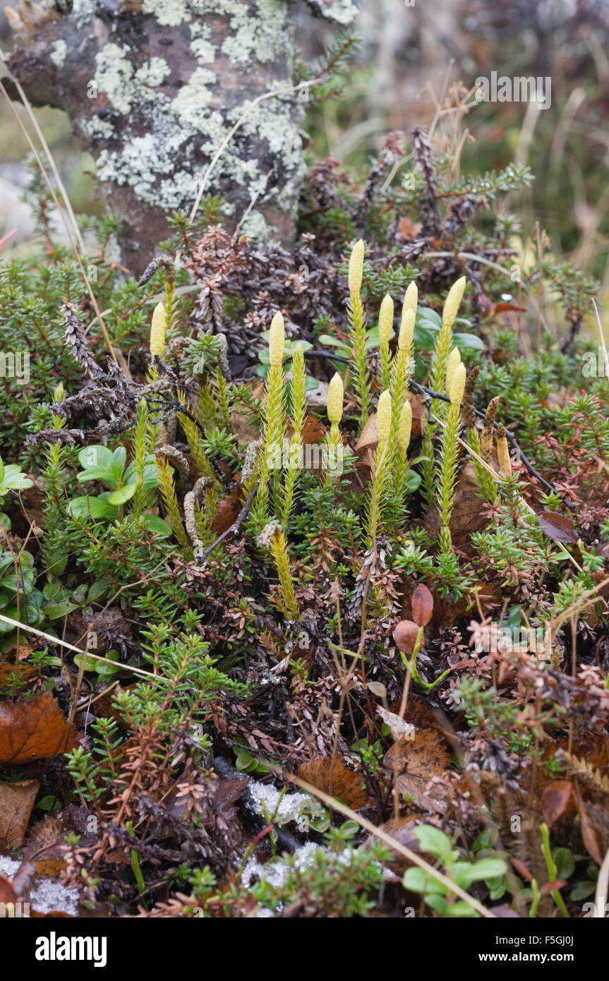 Common and widespread club moss hi-res stock photography and images - Alamy