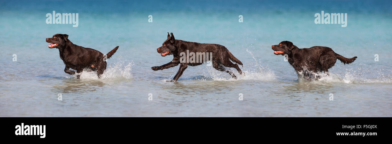 Animal sequence jump hi-res stock photography and images - Alamy